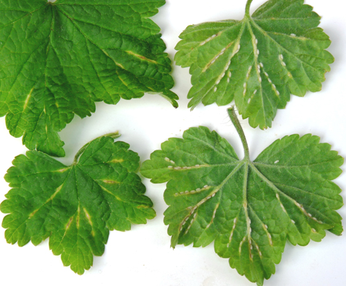 Linda Gilkeson | West Coast Gardening | West Coast Gardening: Natural ...