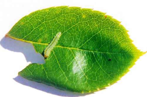 Linda Gilkeson | West Coast Gardening | West Coast Gardening: Natural ...