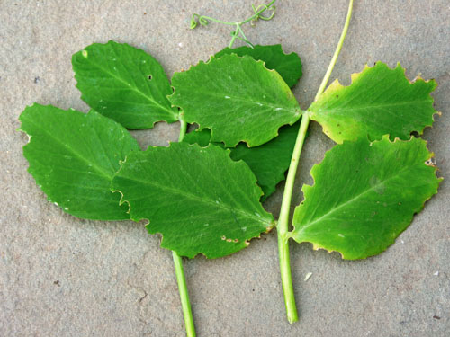Linda Gilkeson | West Coast Gardening | West Coast Gardening: Natural ...